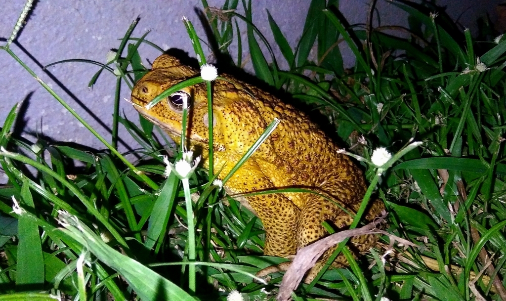 Cane Toad from Brisas del Lago on May 15, 2023 at 07:19 PM by Yair X ...
