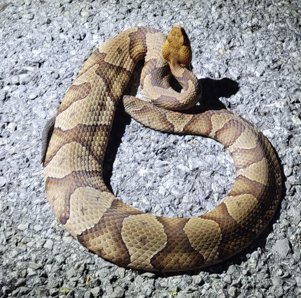 Eastern Copperhead from Vienna, IL 62995, USA on May 15, 2023 at 08:17 ...