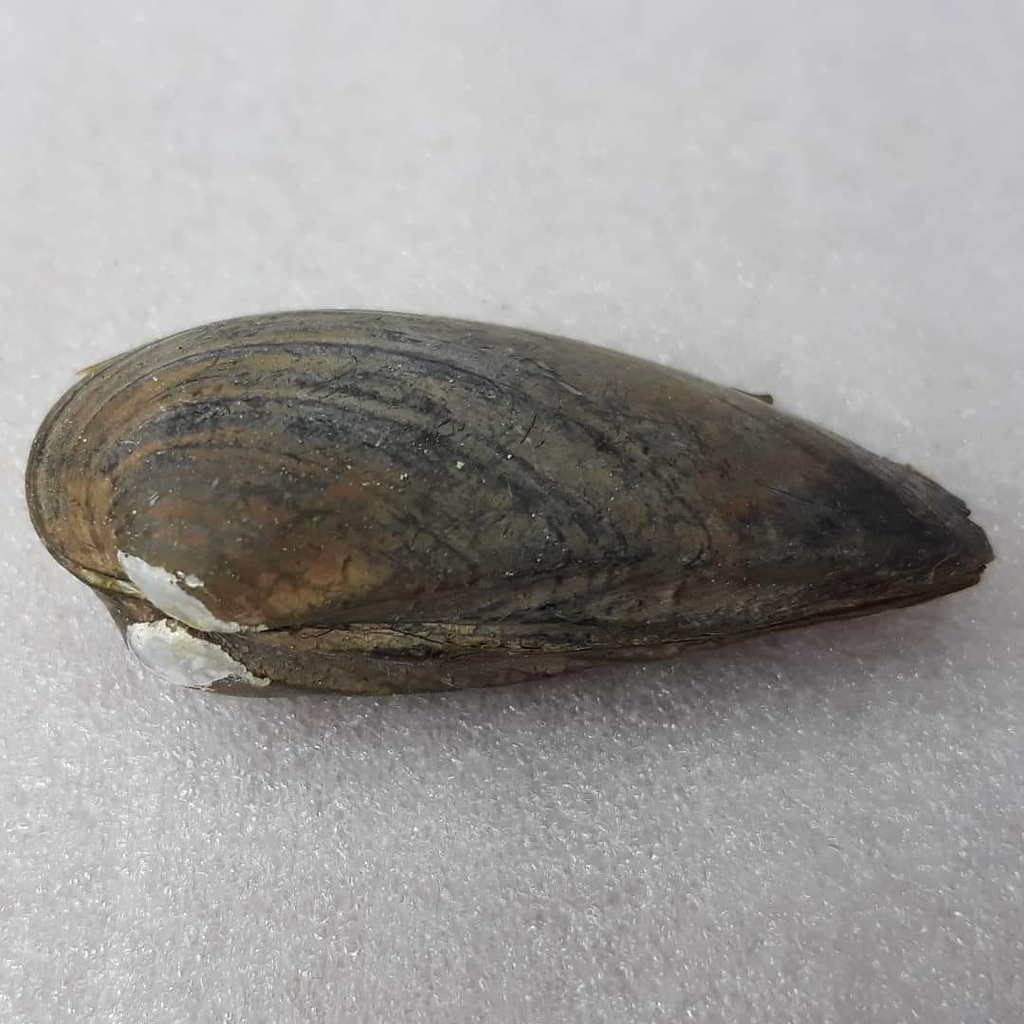 Cuneopsis heudei from Sen Long, Qumarlêb County on April 10, 2001 by ...