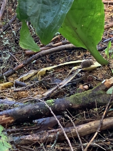 Pacific Shrew (Sorex pacificus) · iNaturalist