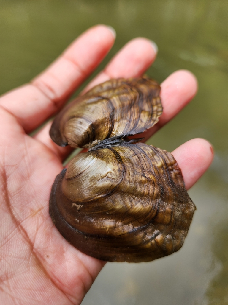Three-ridge Mussel in May 2023 by Thiranya Weerakoon · iNaturalist