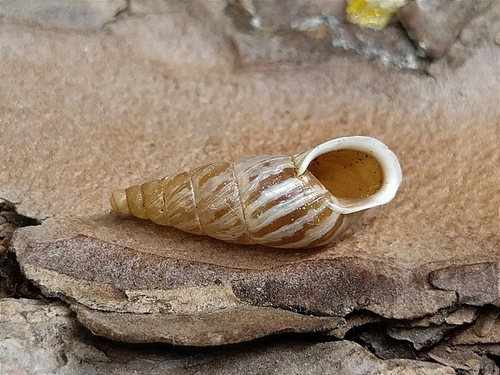 Napaeus encaustus · iNaturalist Mexico