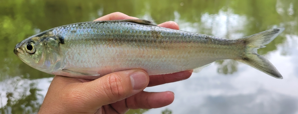 Blueback Shad in May 2023 by sercfisheries · iNaturalist