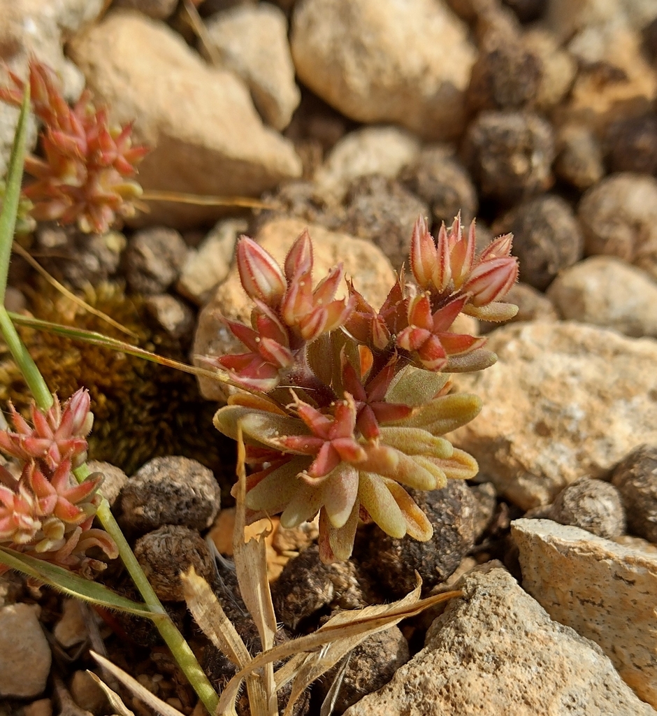Reddish Stonecrop from 09126 Cagliari CA, Italia on May 14, 2023 at 10: ...