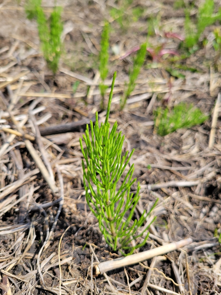 field horsetail from Plato Township, IL, USA on May 16, 2023 at 02:35 ...