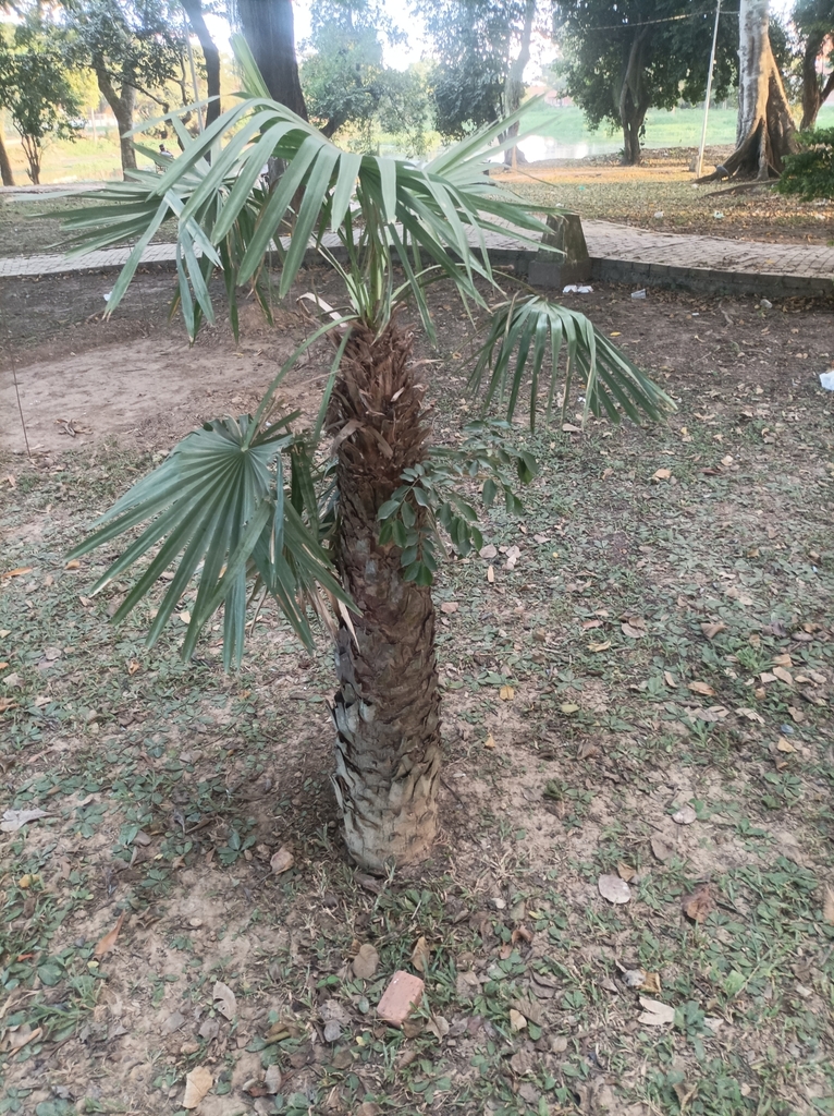 Caranday Palm from 00, Trinidad, Bolivia on April 30, 2023 by Carlos ...