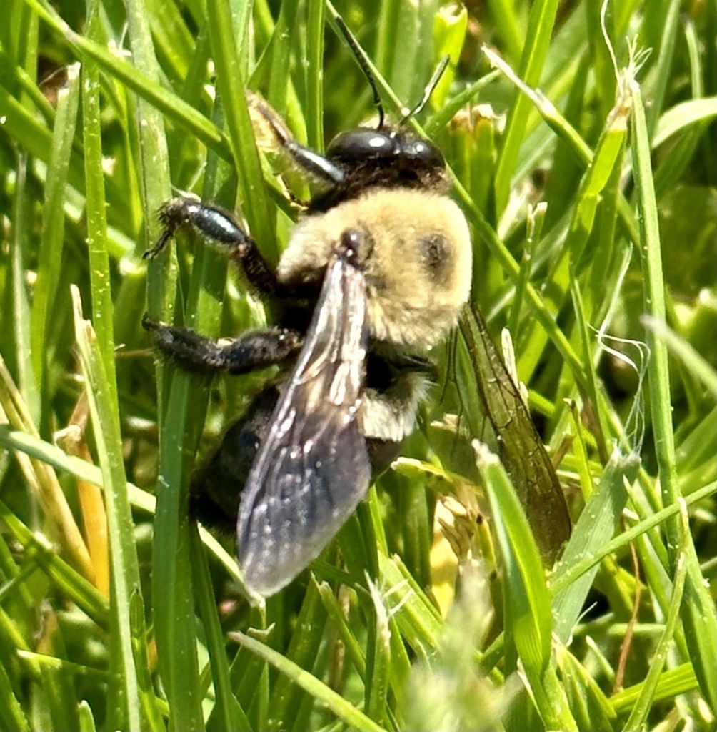 Honey Bees, Bumble Bees, and Allies from Whitney Ave, Hamden, CT, US on ...
