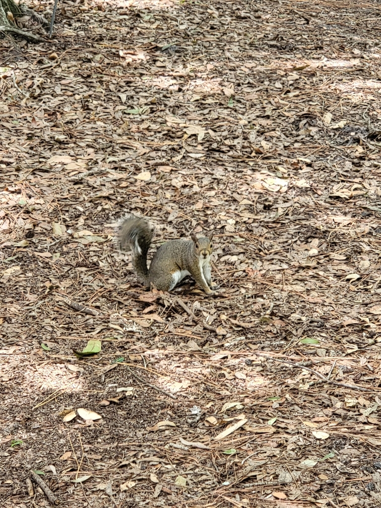 Florida Gray Squirrel from Lettuce Lake Park on May 16, 2023 at 01:46 ...