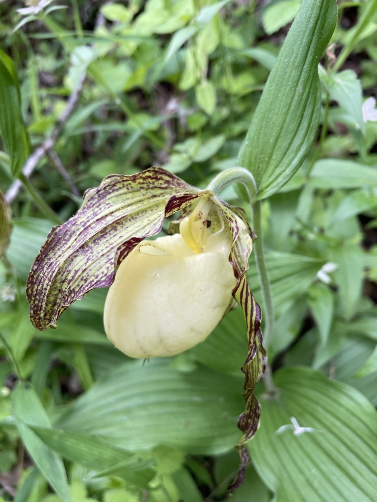 Kentucky Lady's Slipper in May 2023 by Ryan Conklin. A few individual ...