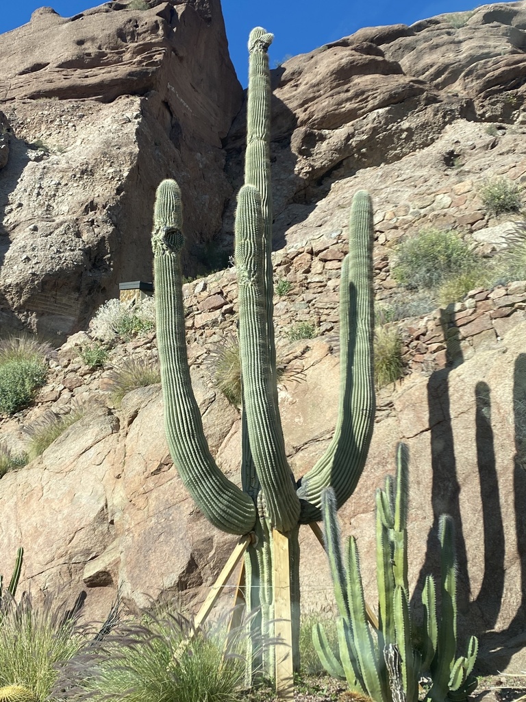 Saguaro desde E Red Rock Dr, Phoenix, AZ, US el 05 de febrero de 2020 a ...