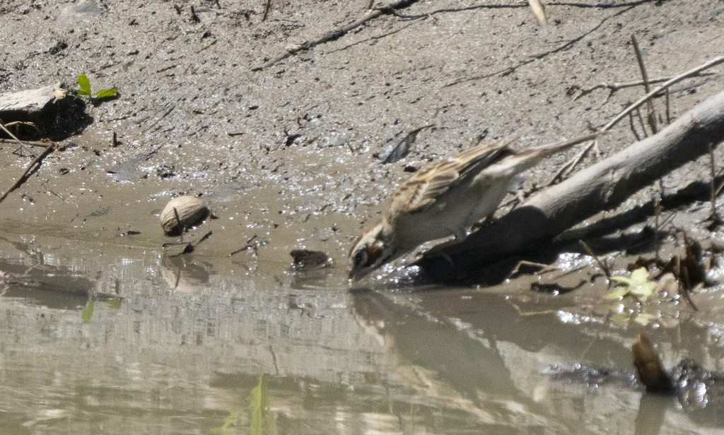 Lark Sparrow from Alamo, CA, USA on May 16, 2023 at 10:23 AM by Henry ...