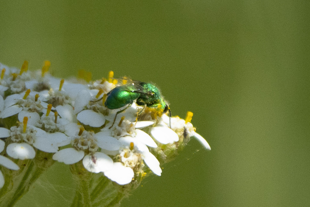 common yarrow from Alamo, CA, USA on May 16, 2023 at 11:09 AM by Henry ...
