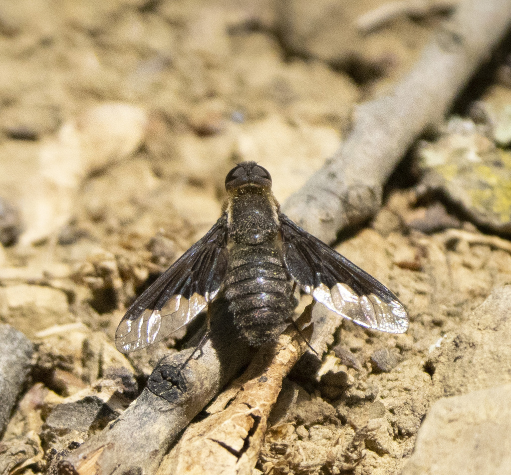 Black Banded Bee Fly from Alamo, CA, USA on May 16, 2023 at 11:31 AM by ...
