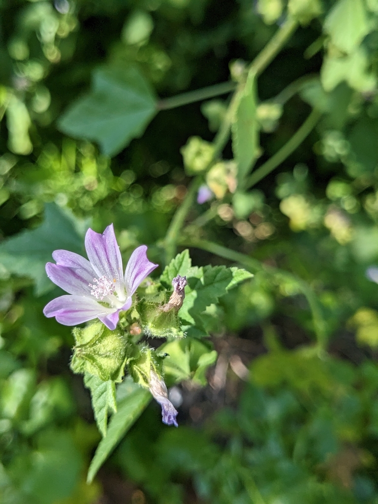 Cretan mallow from Mountain View, Martinez, CA 94553, USA on May 16 ...