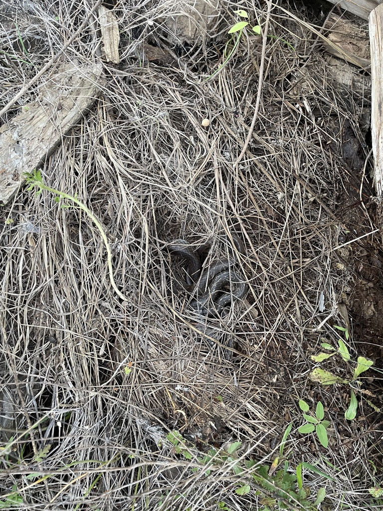 Buttermilk Racer in May 2023 by Cole Burrow. First image in situ ...