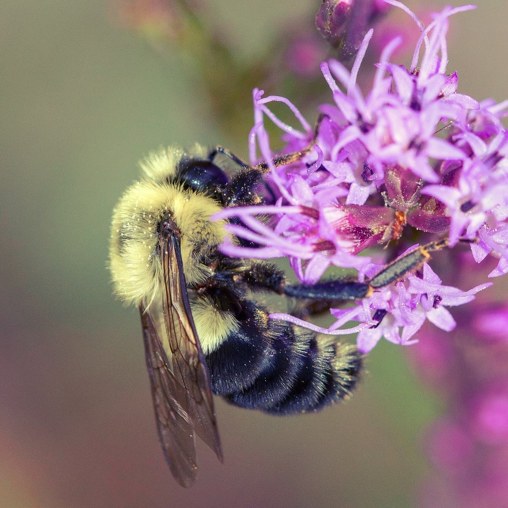 Common Eastern Bumble Bee in November 2018 by Laura Zurro · iNaturalist