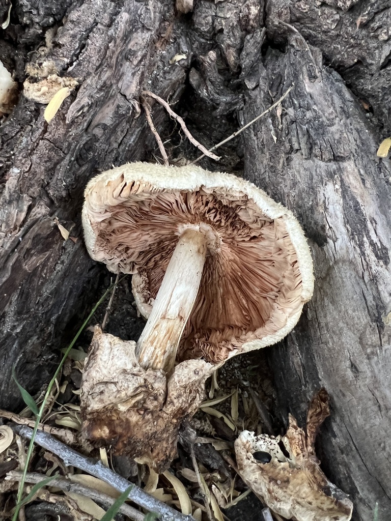 Silky Rosegill from Coronado National Forest, Tucson, AZ, US on May 15 ...