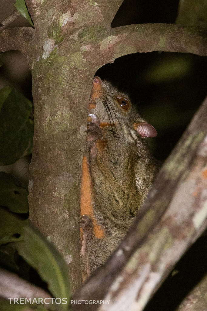 Beecroft's Anomalure from Parc National de Tai, Tai Sector on August 12 ...