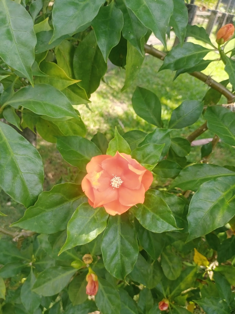Rose Cactus from Presint 13, 62000 Putrajaya, Malaysia on May 17, 2023 ...