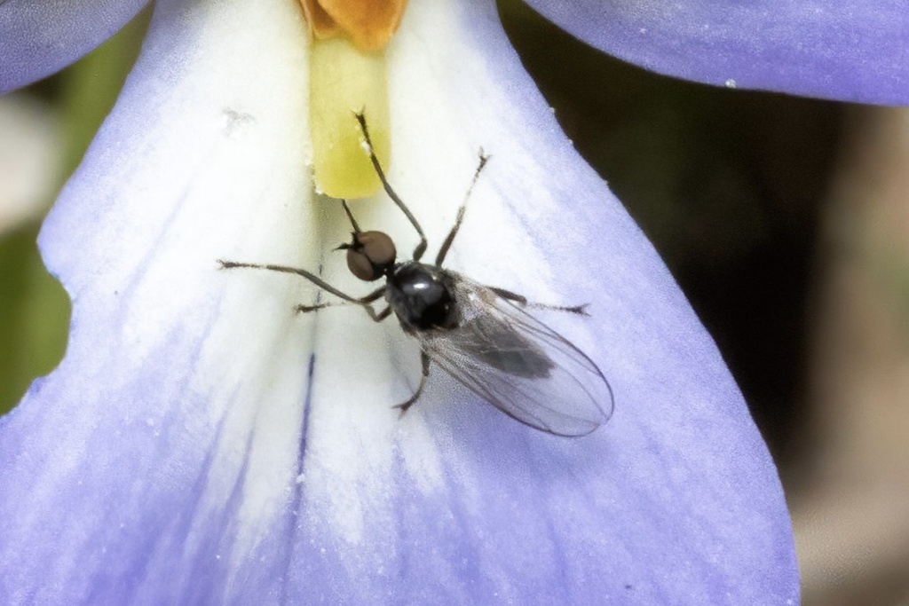 Rhamphomyia from West Rock Ridge State Park, New Haven, CT, US on May 5 ...