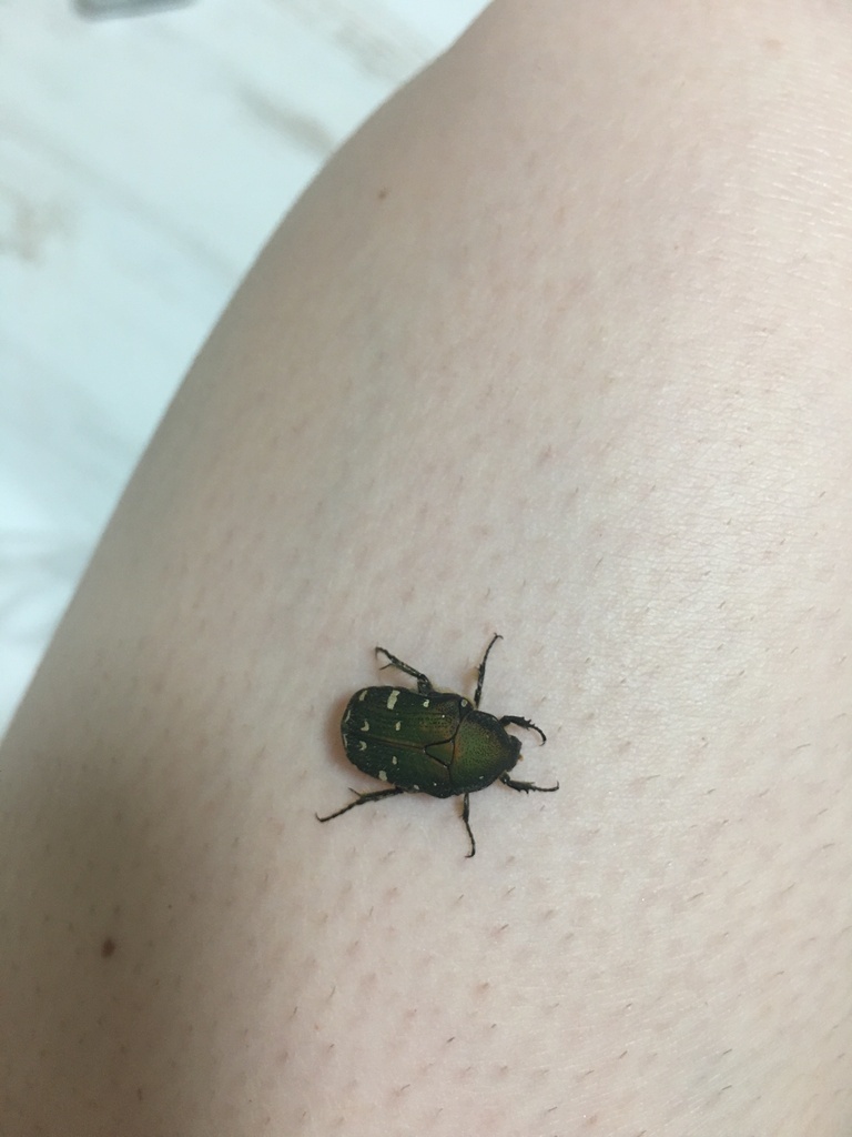 Blue Flower Chafer from Torayacho, Nakagyo, Kyoto, Kyoto, JP on May 17 ...