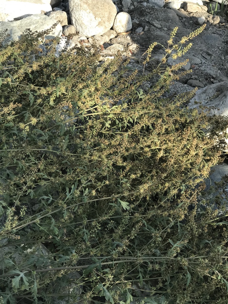 dicots from Northeast Los Angeles, Los Angeles, CA, USA on November 07 ...