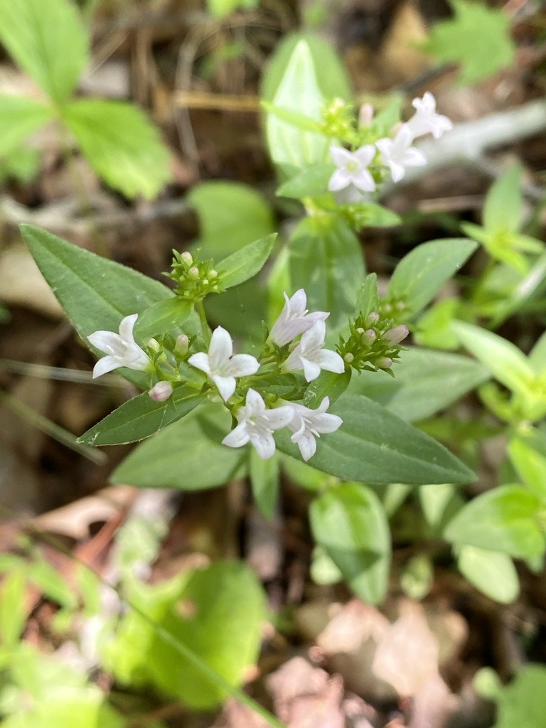 summer bluet from Blue Ridge Pkwy, Asheville, NC, US on May 16, 2023 at ...