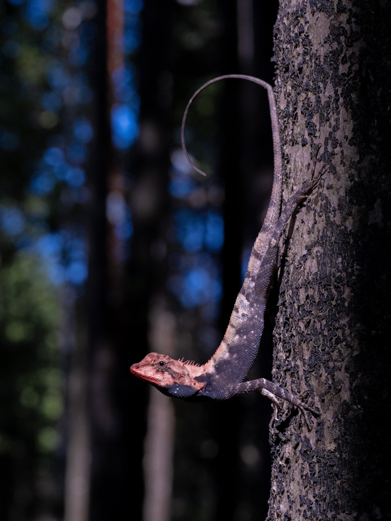 Roux's Forest Lizard from Hingaara- The Nature Stay on April 30, 2023 ...