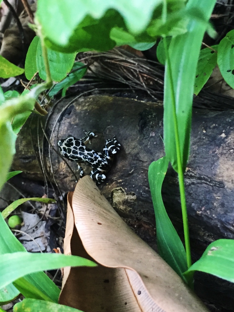 Jozani Running Frog in June 2018 by gabbycavz · iNaturalist