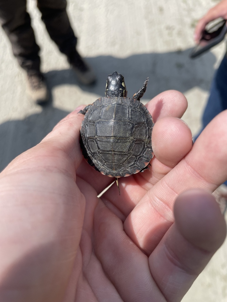 Painted Turtle in May 2023 by Dylan Beck · iNaturalist