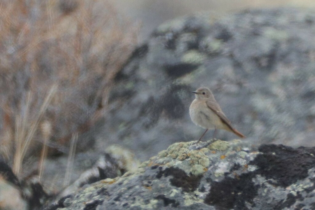 True Redstarts from Кош-Агачский р-н, Респ. Алтай, Россия on May 17 ...