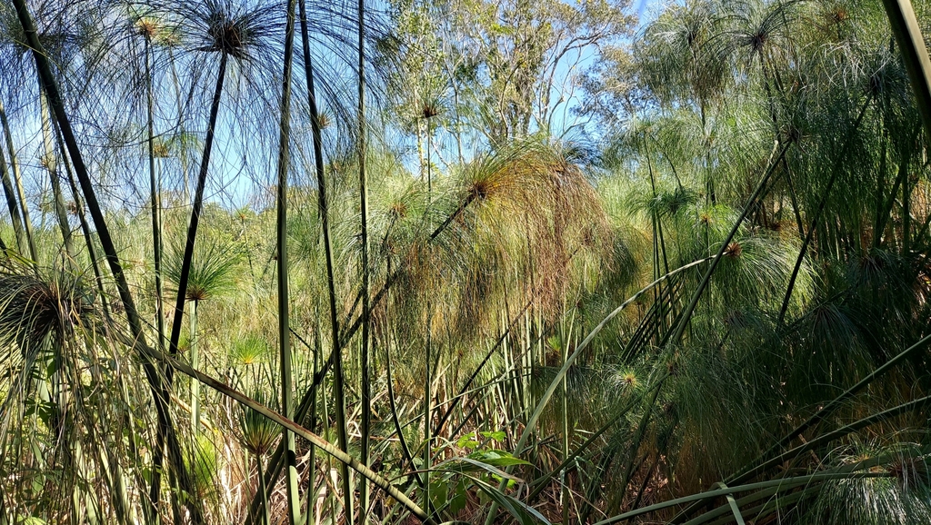 Papyrus sedge from Kunda Park QLD 4556, Australia on May 17, 2023 at 11 ...
