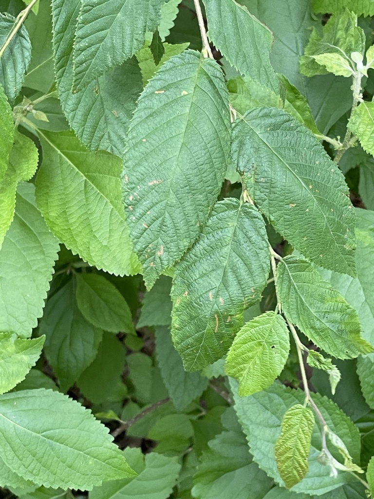 American elm from Sam Houston National Forest, Coldspring, TX, US on ...