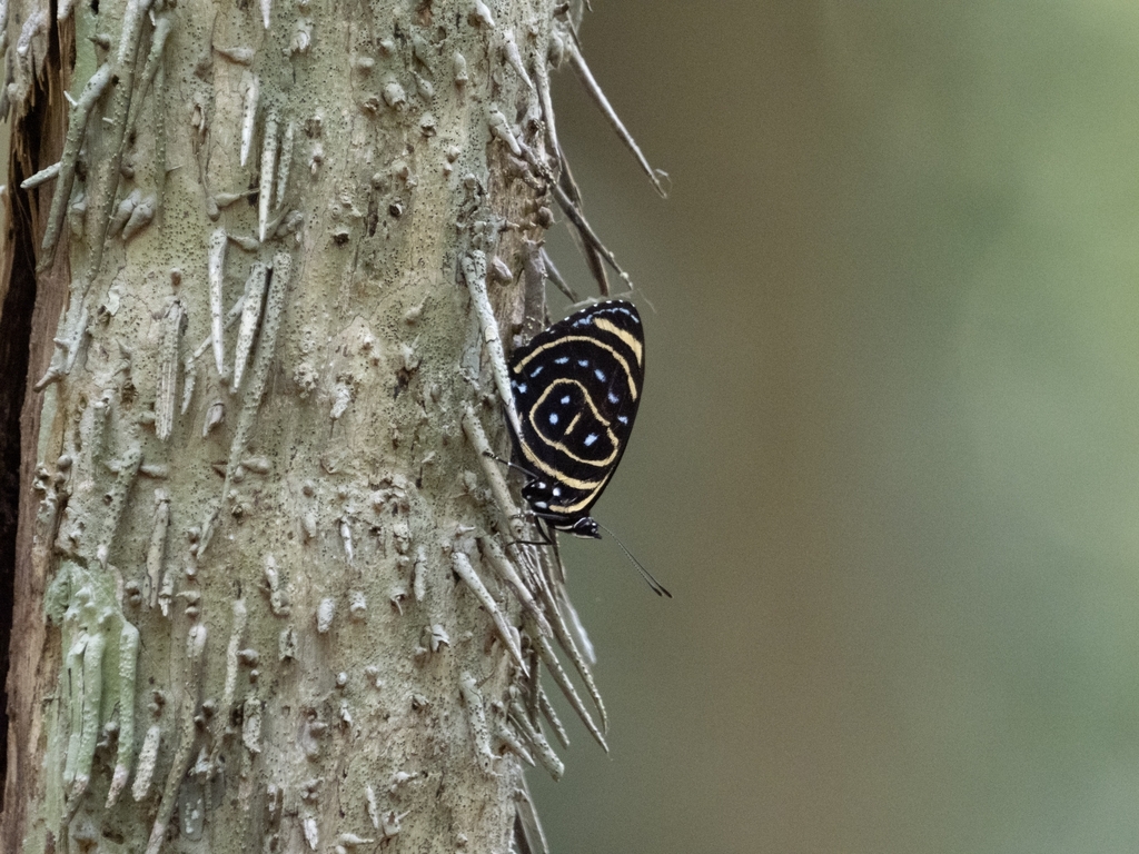 Numberwings from Black Rock Lodge on May 12, 2023 at 10:27 AM by ...