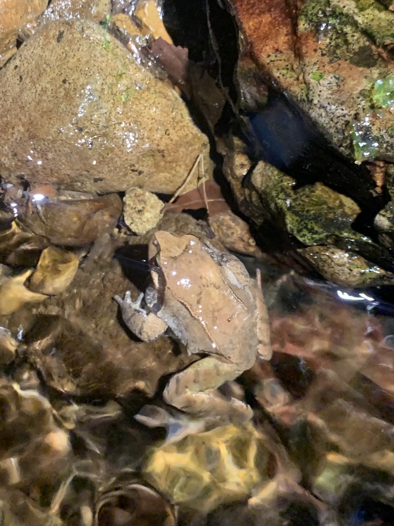 Tago's Brown Frog from 秋保町馬場, 仙台市太白区, 宮城県, JP on May 17, 2023 at 06:49 ...