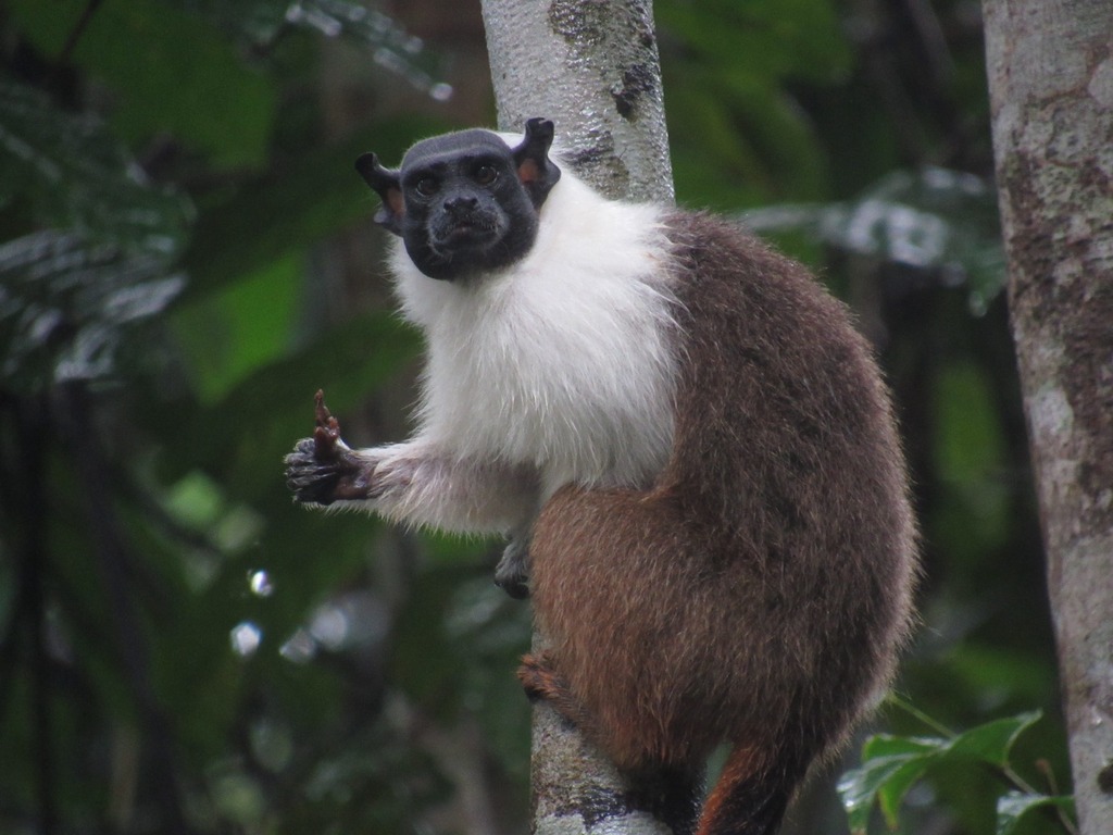 Brazilian Bare-faced Tamarin in May 2023 by Tainara Sobroza · iNaturalist