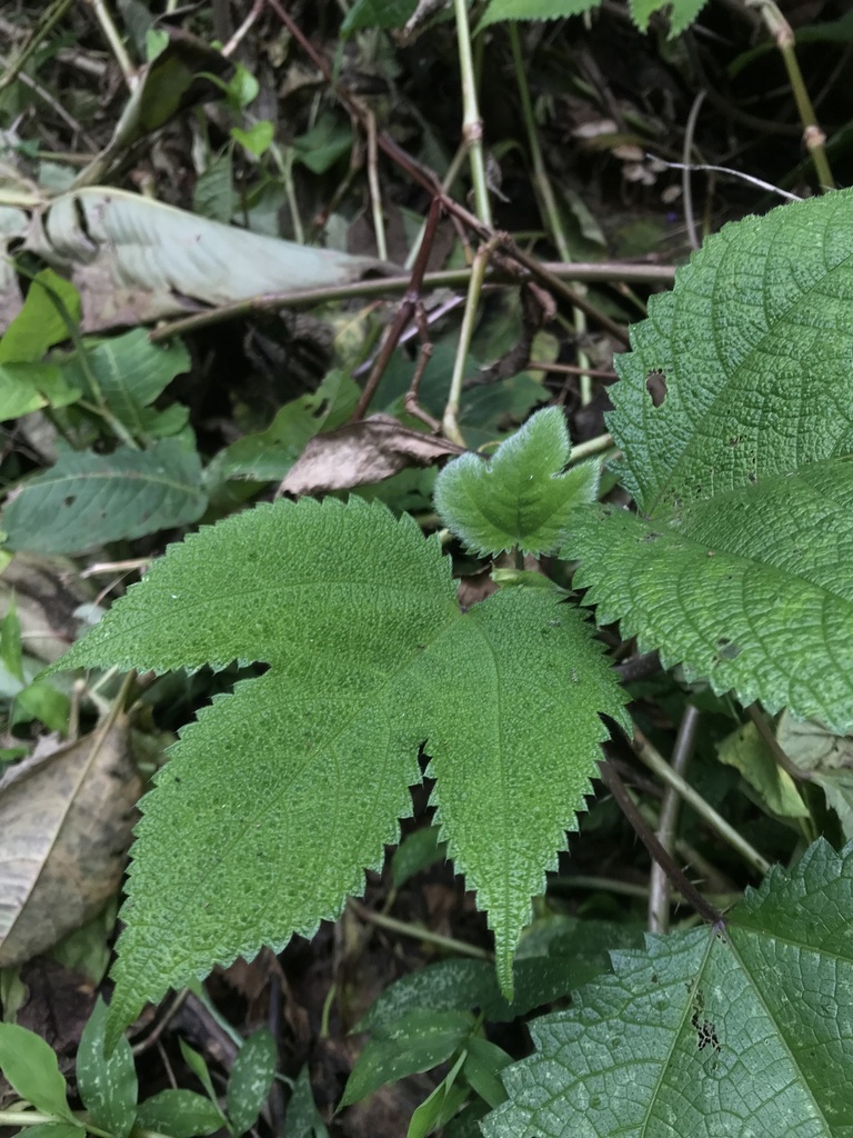 nettle family from Tamil Nadu, India on May 12, 2023 at 04:53 PM by ...