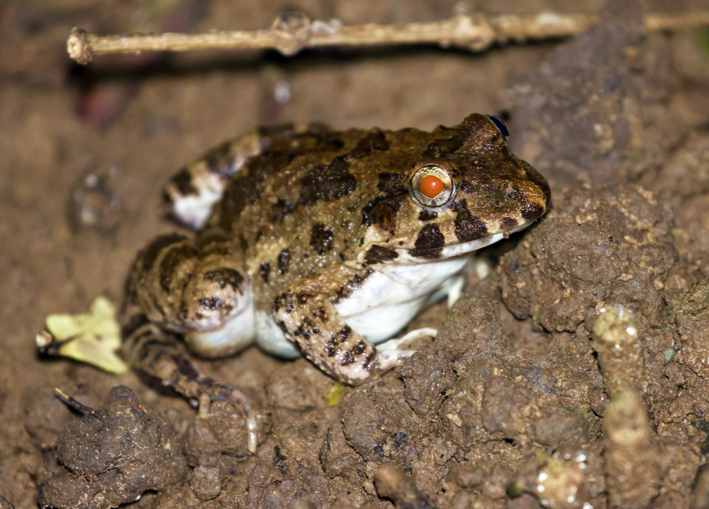 Mangrove Frog from Krabi, Pak Nam, Mueang Krabi District, Krabi 81000 ...