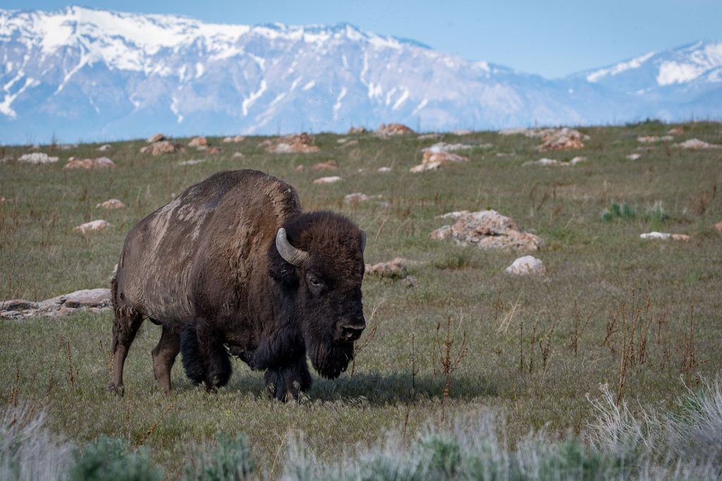 American Bison from Antelope Island State Park, West Bountiful, UT, US ...