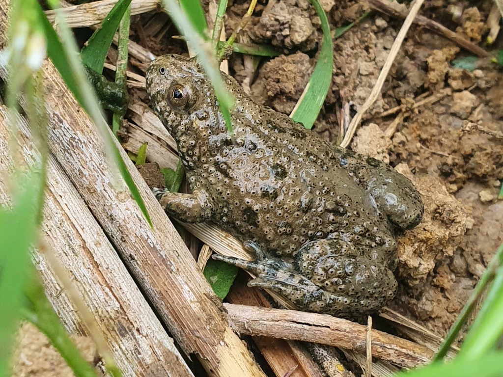 European Fire-Bellied Toad from 57670 Albestroff, France on April 30 ...