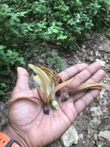 Anthoshorea roxburghii · NaturaLista Colombia