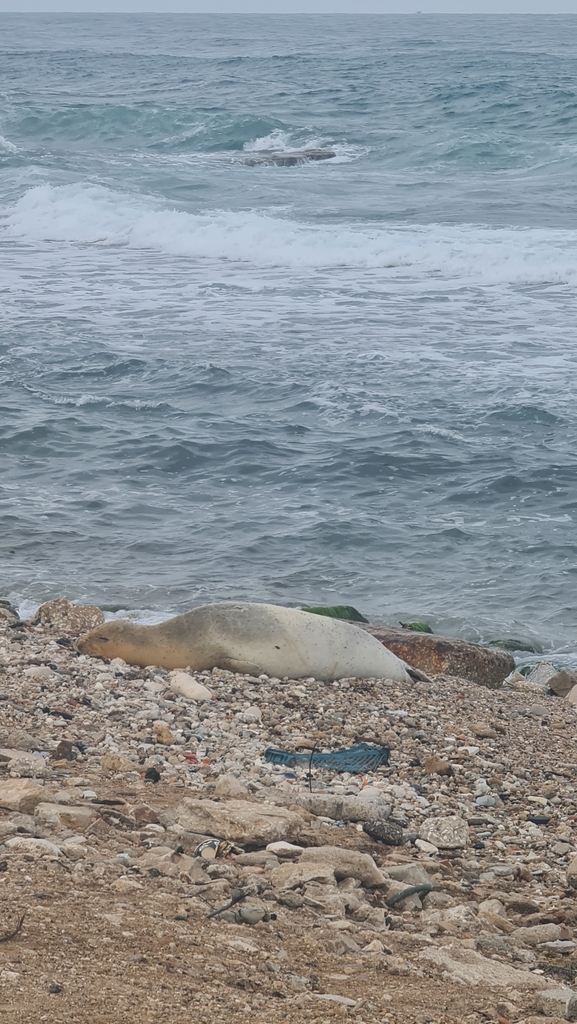 Foca monje en mayo 2023 por Jonathan Ben Simon · iNaturalist Mexico