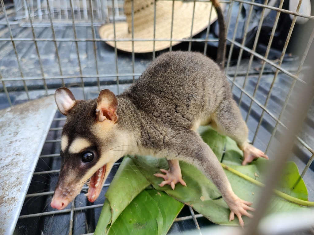 Gray Four-eyed Opossum in May 2023 by Ing. Angel Ruiz Martinez ...