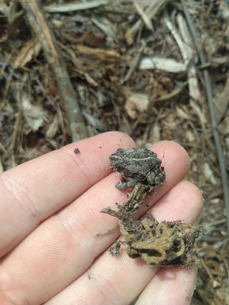 Oak Toad in May 2023 by Matt Sieja · iNaturalist