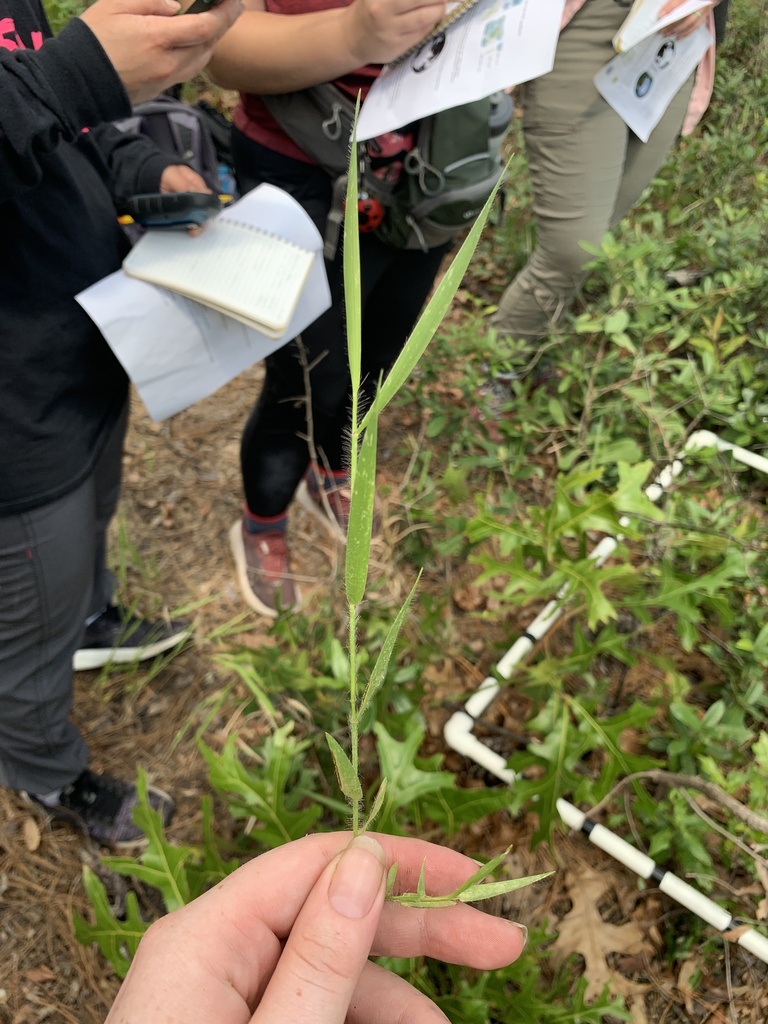 Perennial Goobergrass from Hawthorne, FL, US on May 17, 2023 at 11:31 ...