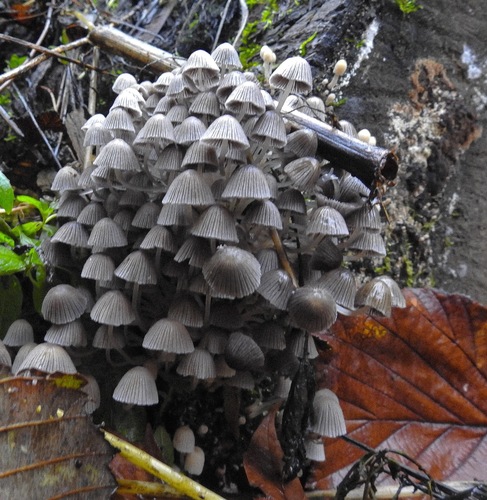 Observations by shaymas_macamus · iNaturalist