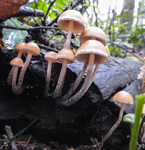 Observations by shaymas_macamus · iNaturalist