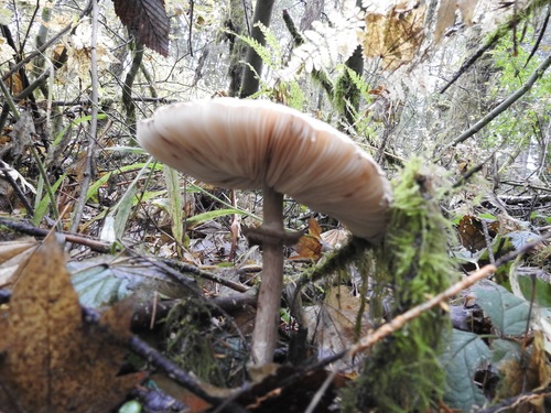 Observations by shaymas_macamus · iNaturalist