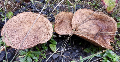 Observations by shaymas_macamus · iNaturalist