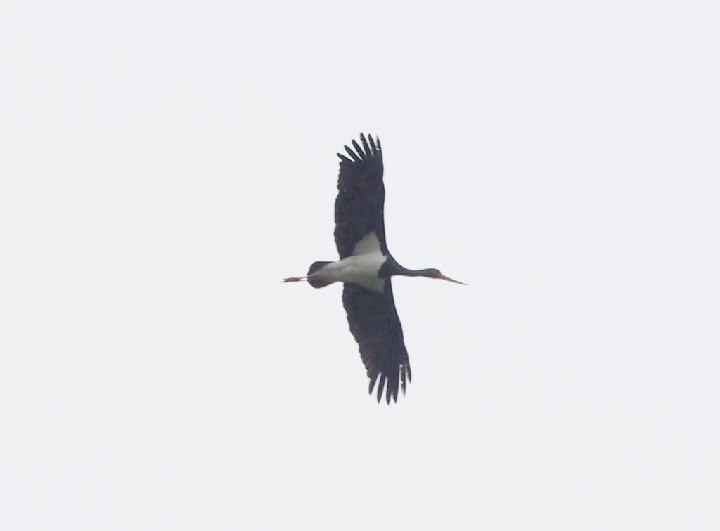 Black Stork in May 2023 by Marco Rastelli · iNaturalist